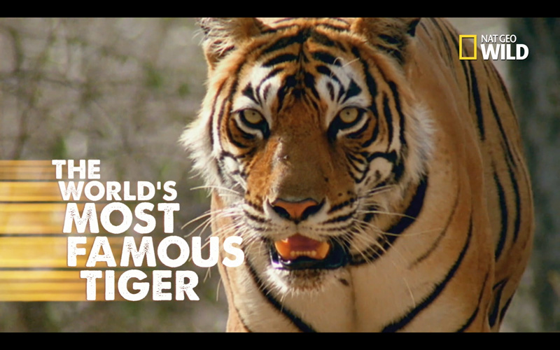 Best Natural History or Wildlife Programme - Asian Academy Creative Awards